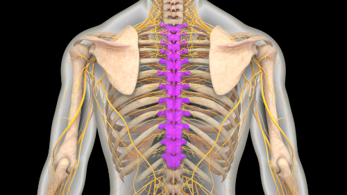 Thoracic Spine Pain: Causes, Symptoms & Treatments – Tri State Clinic ...